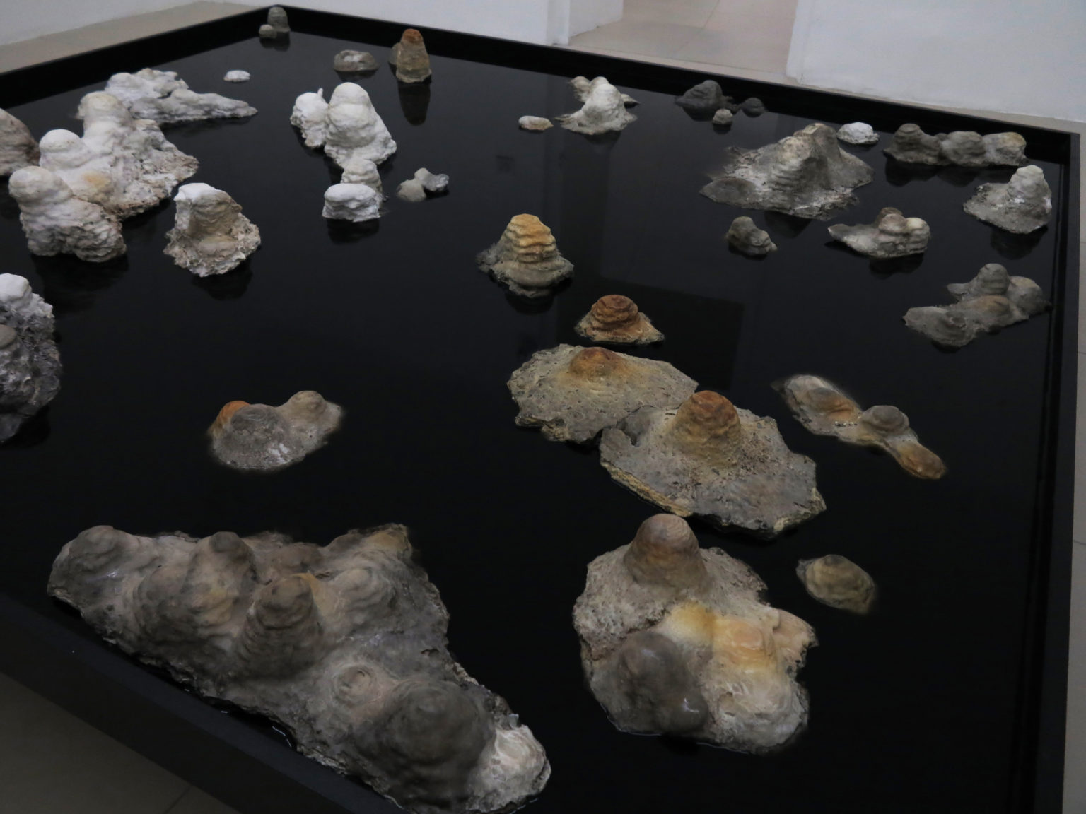 Ampholyte – Cécile Beau