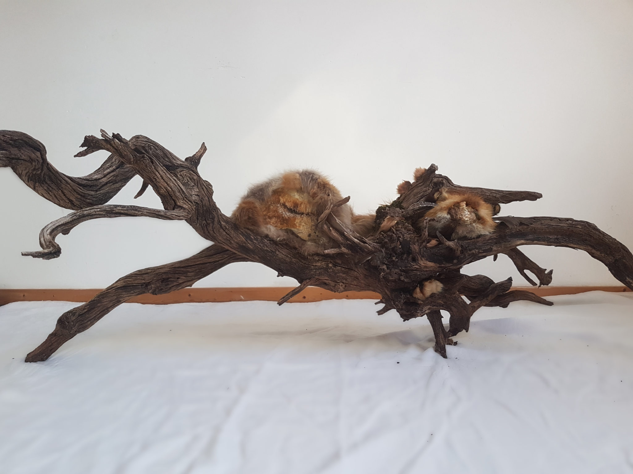 Intercesseur – Cécile Beau